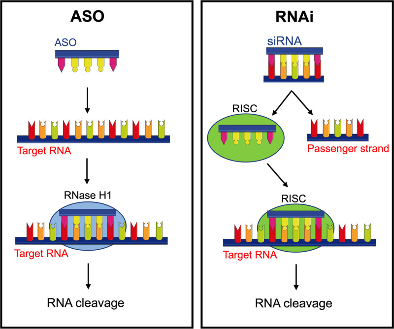Angiotensinogen Suppression: A New Tool to Treat Cardiovascular and Renal Disease | UK College ...